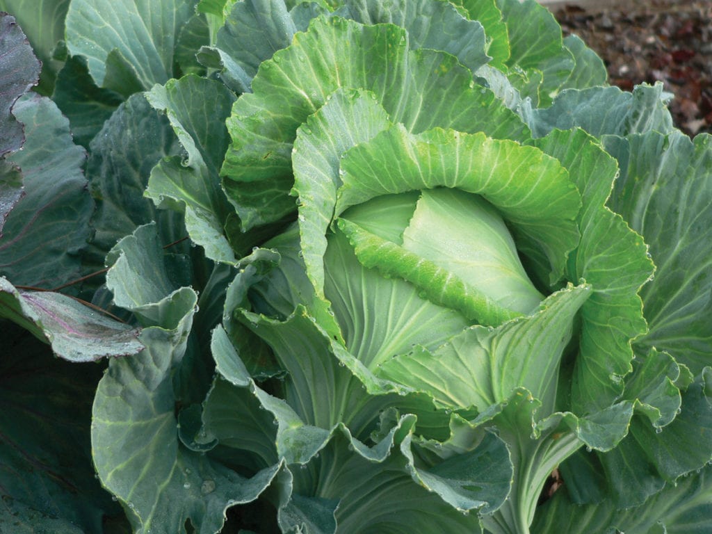 Harsh Tahoe Climate Adds Healthy Garden Zing - Tahoe Quarterly